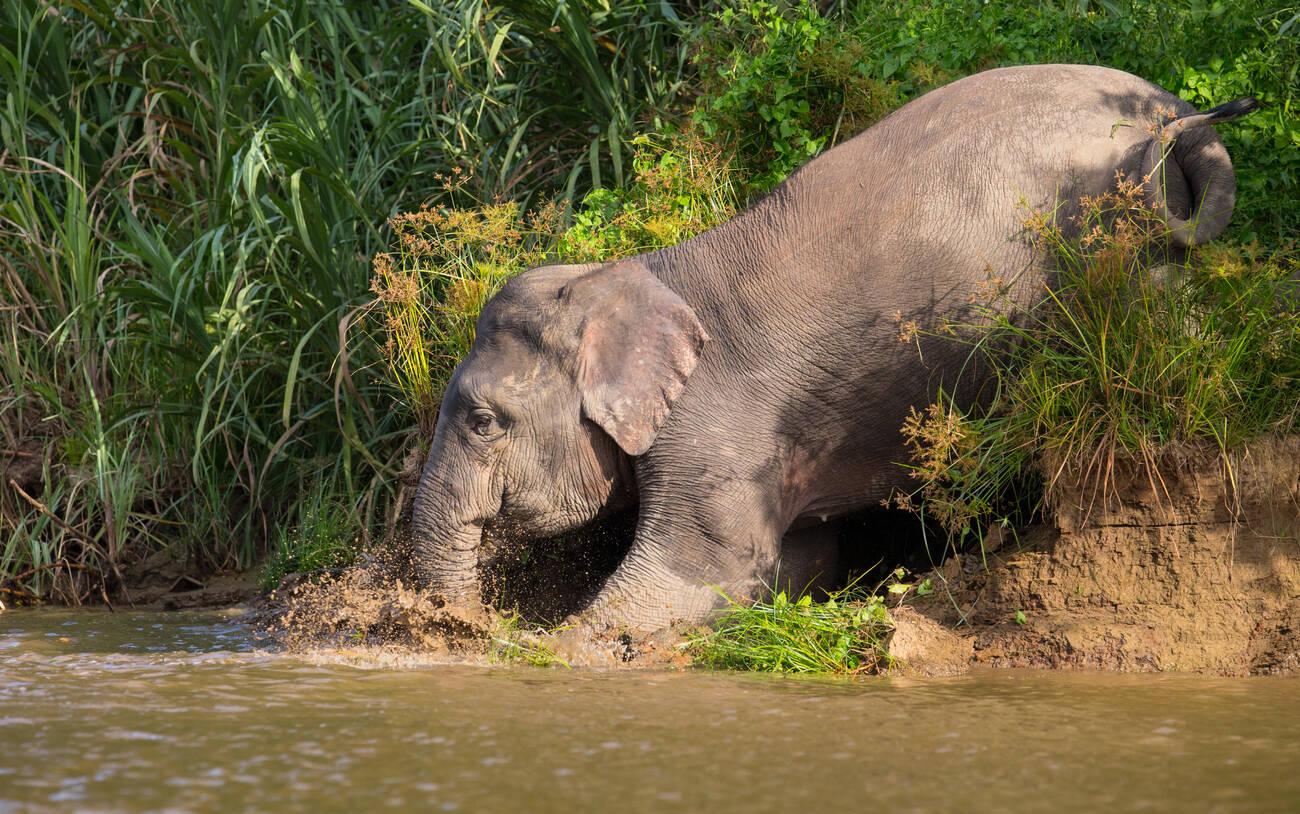 2D1N Wildlife Adventure - Borneo Natural Sukau Bilit Resort